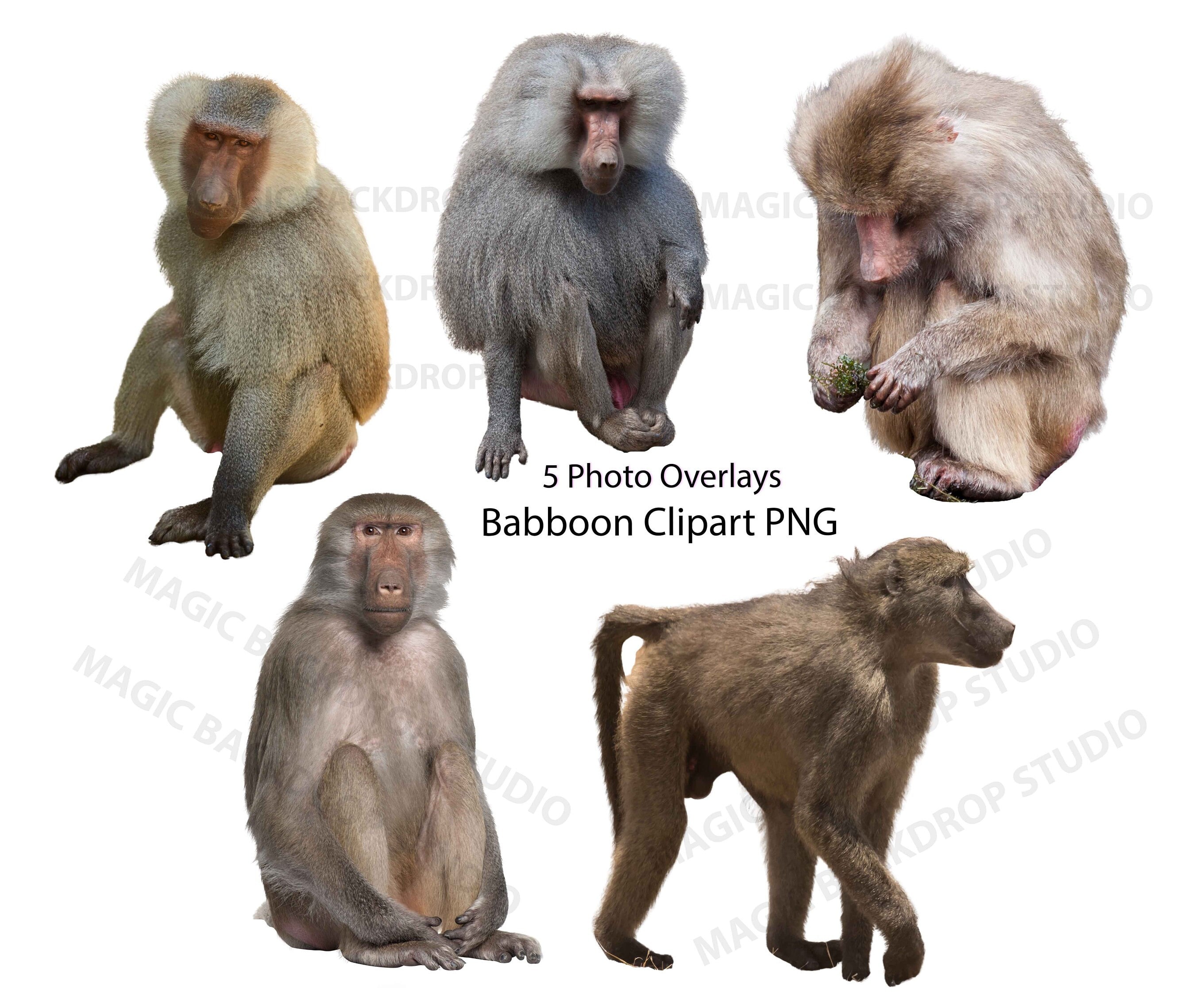 Baboon Baboons Bundle PNG Vector Clip Art Monkey Print Wild Cute Animal Cut Out Overlays ...