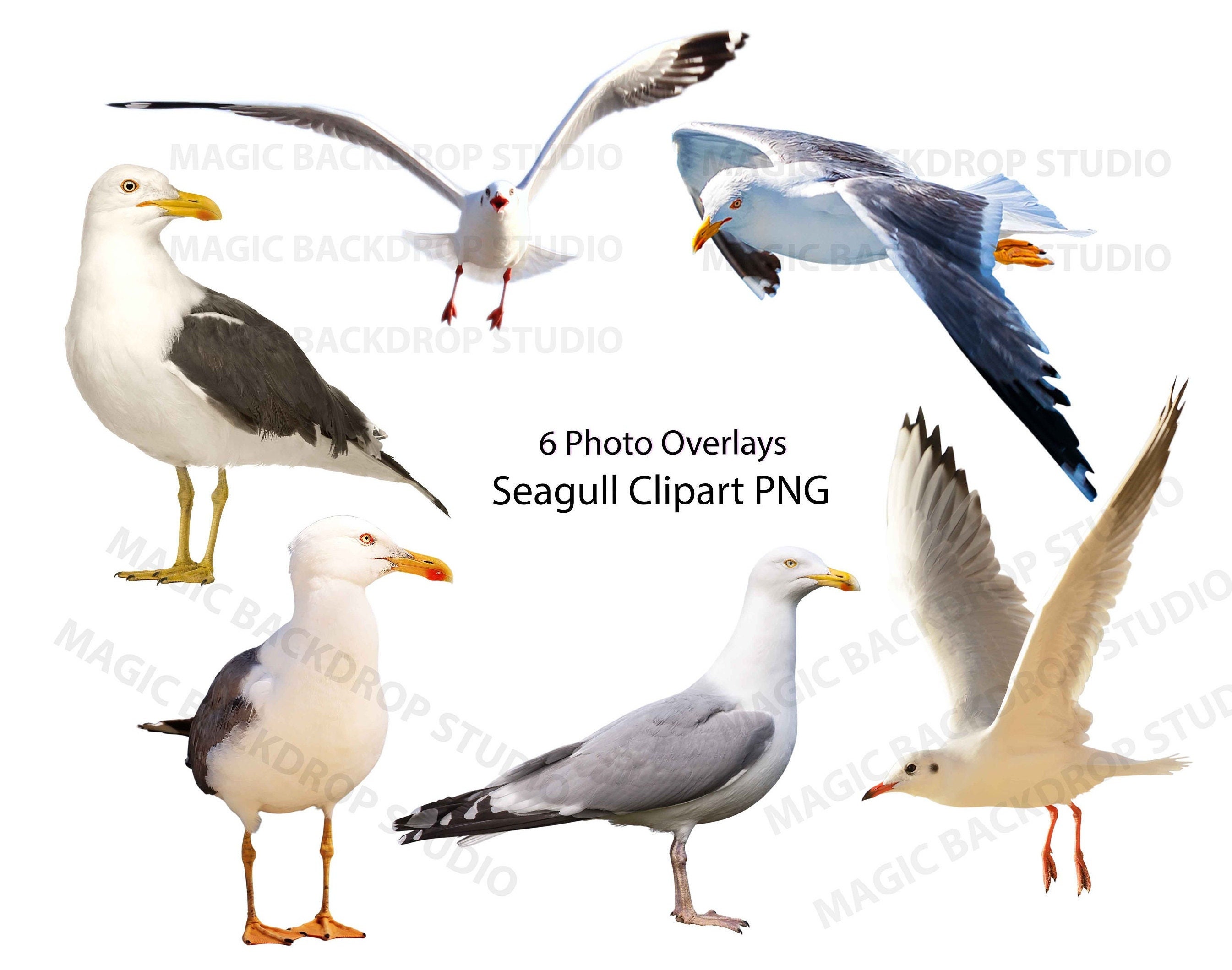 Seagull Seagulls Bird PNG Bundle Sea Birds Animal Animals Digital ...