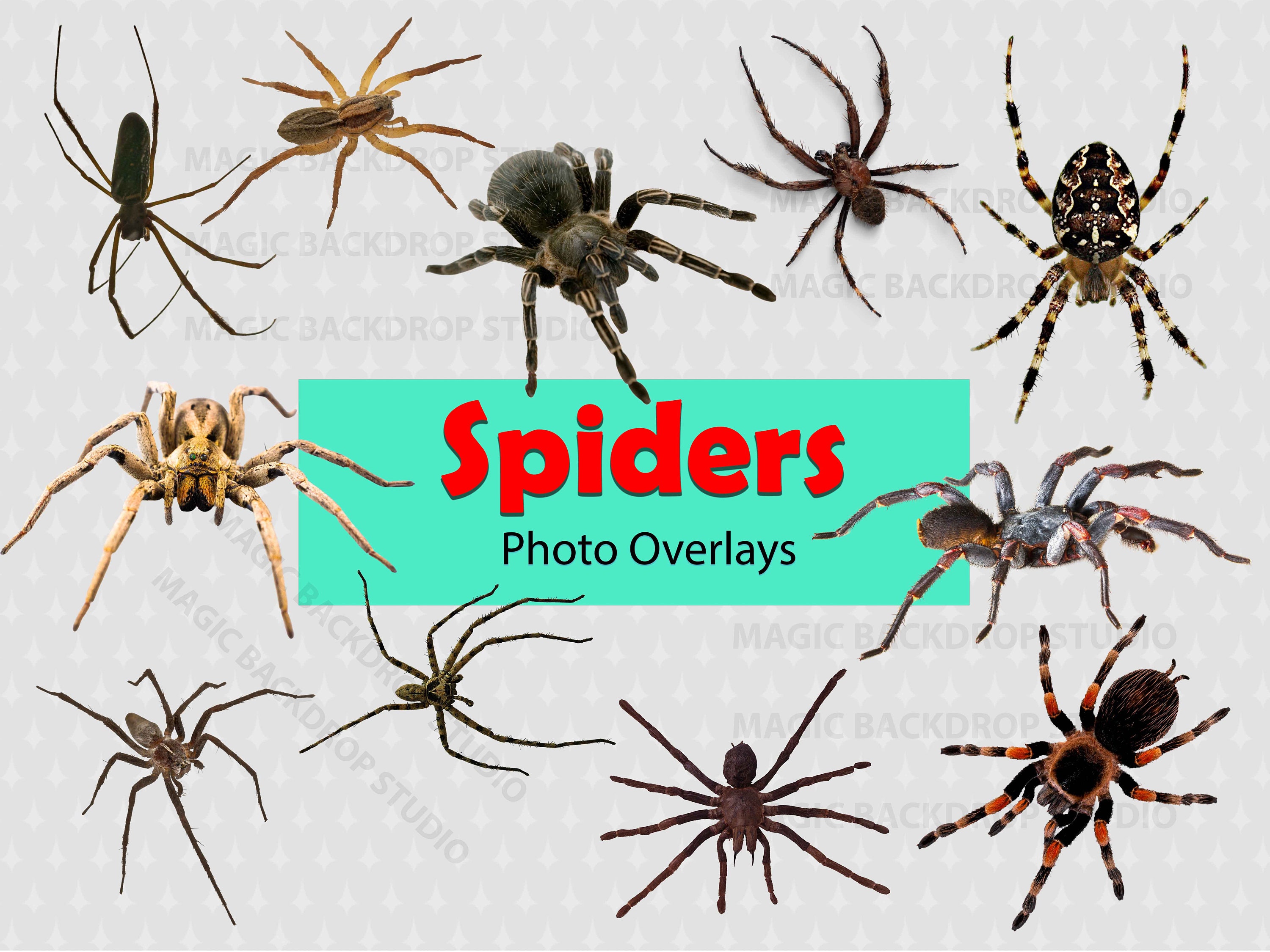 Different Types Of Spiders With Names