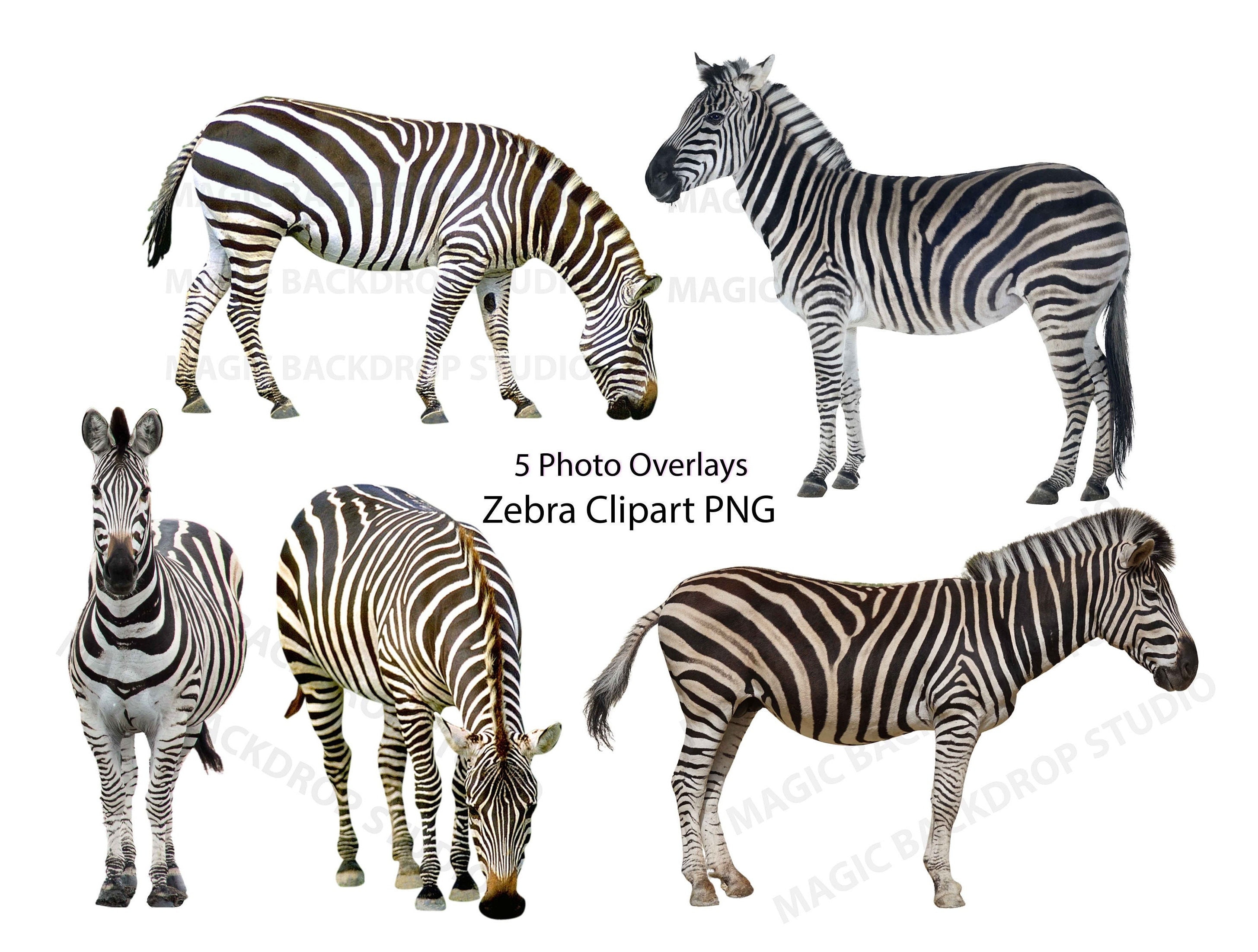 Zebra Zebras PNG Bundle Black White Horse Zoo Animal Cut Out Clip Art ...