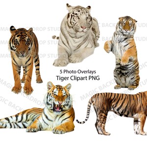 Tiger Tigers PNG Bundle Bundles Wild Big Cats Animal Zoo Digital ...