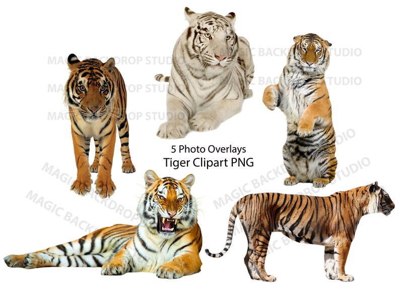 Tiger Tigers PNG Bundle Bundles Wild Big Cats Animal Zoo Digital ...