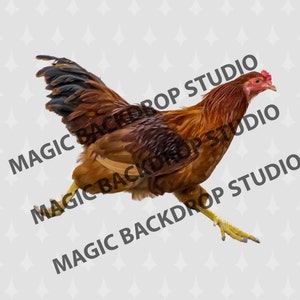 Chicken Chickens Rooster Animal PNG Cut Clip Art Overlay Photoshop ...