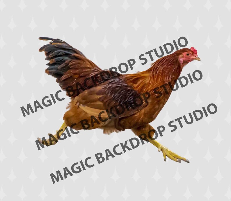 Chicken Chickens Rooster Animal PNG Cut Clip Art Overlay Photoshop ...