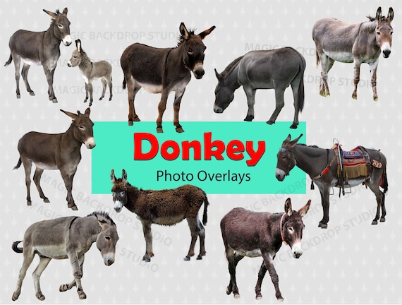 Clipart Donkeys Mules And Horses