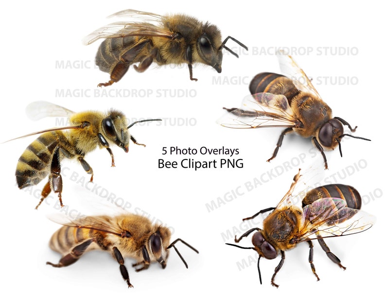 Honey Bee Bumble Bees Insect Insects PNG Bundle Photo Animal Clipart ...