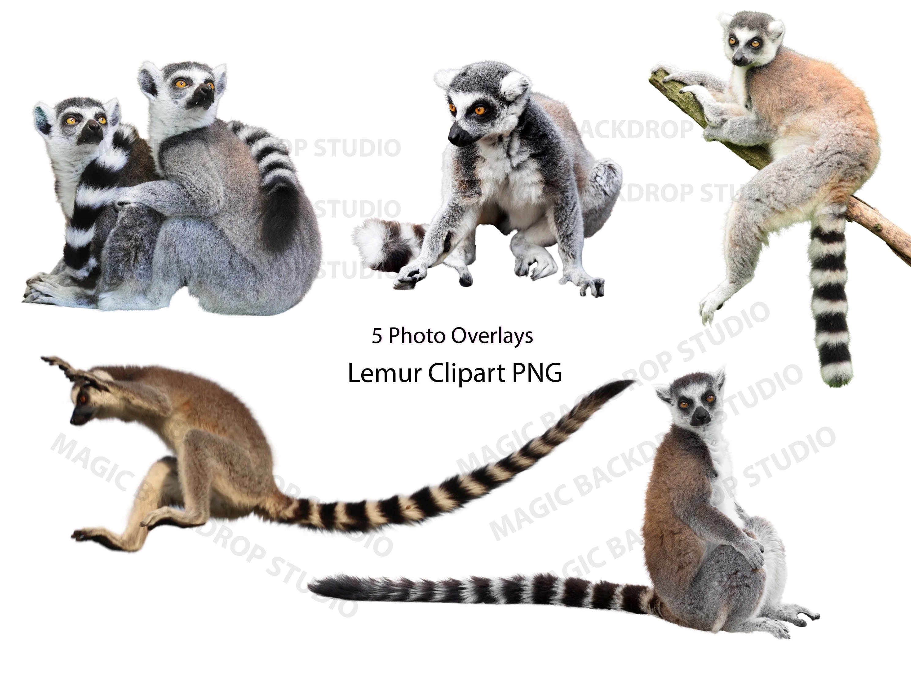Lemur Lemurs Bundle PNG Monkey Vector Clip Art Monkey Print Wild Cute ...