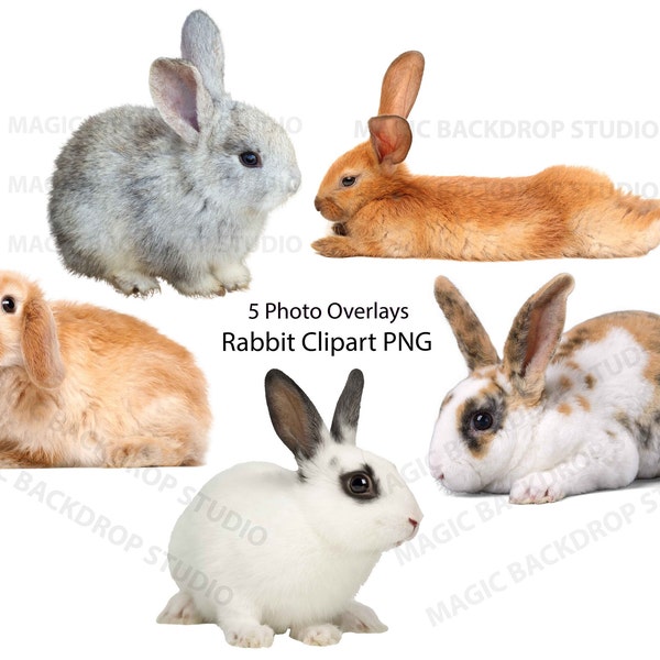 Rabbit Overlay - Etsy
