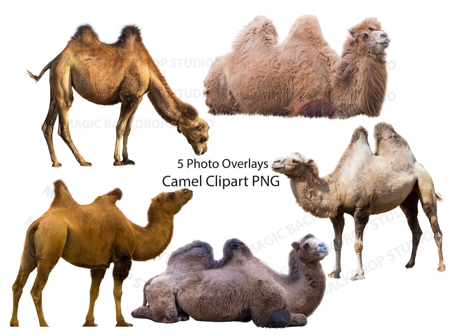 Camel Bundle PNG Camels Two Hump Brown Wild Animal Cut Out Clip Art ...