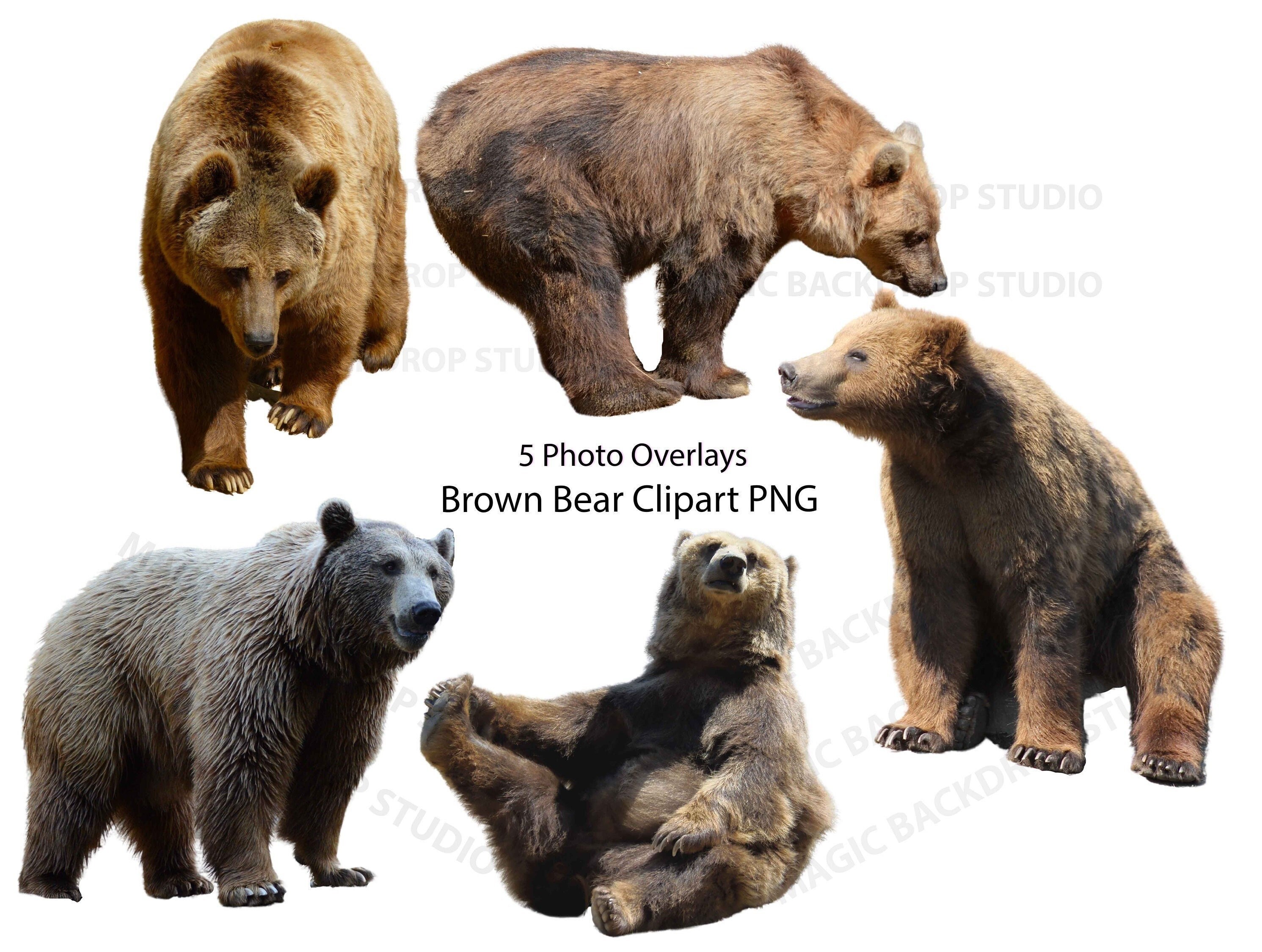 Brown Bear Bears PNG Bundle Cute Bear Art Overlay Photoshop Overlays ...