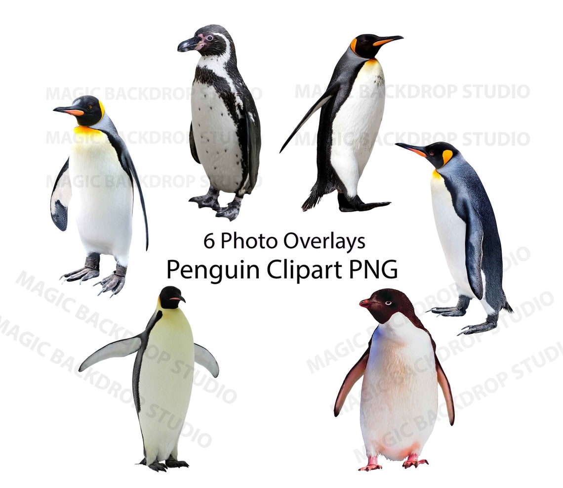 Penguin Six Bundle Penguins Bird Animal Clip Art Overlay Photoshop ...