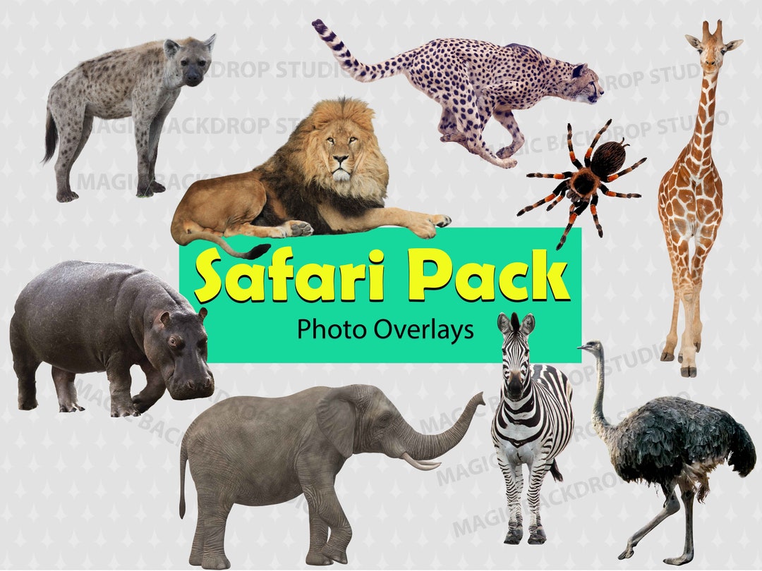 Safari Pack PNG Jungle Bundle Giraffe Lion Zebra Hyena Hippo Wild ...