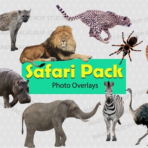 Safari Pack PNG Jungle Bundle Giraffe Lion Zebra Hyena Hippo Wild ...
