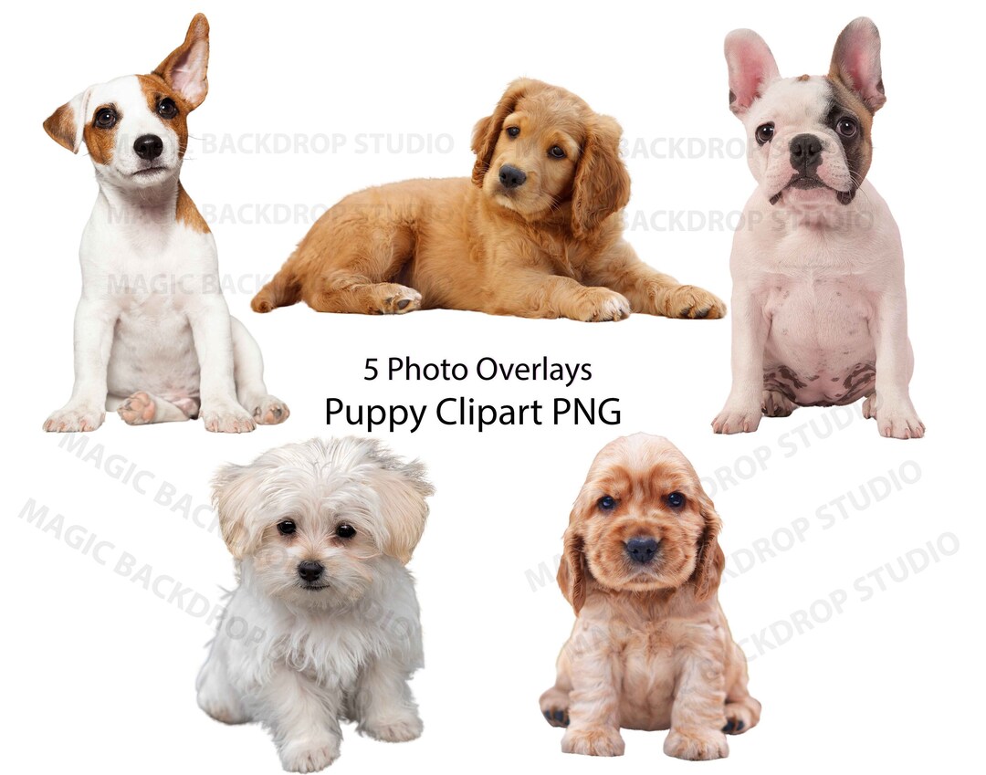 Puppy Puppies Pup Animal Dog Overlay Photoshop Overlay Mock up ...