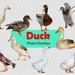 Duck Ducks PNG Bird Birds Wild Farm Animals Animal Clip Art Overlay ...
