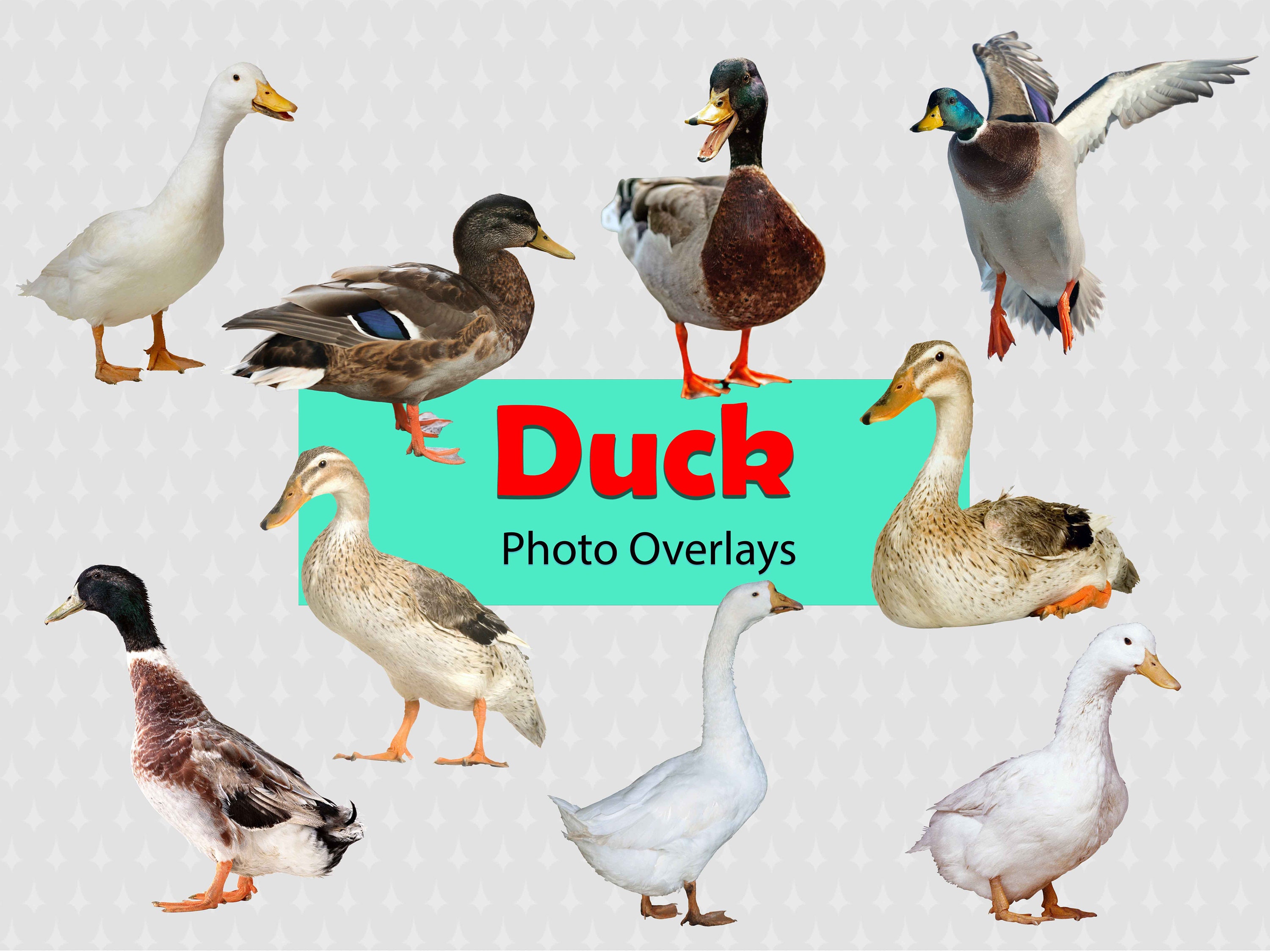 Duck Ducks PNG Bird Birds Wild Farm Animals Animal Clip Art Overlay ...