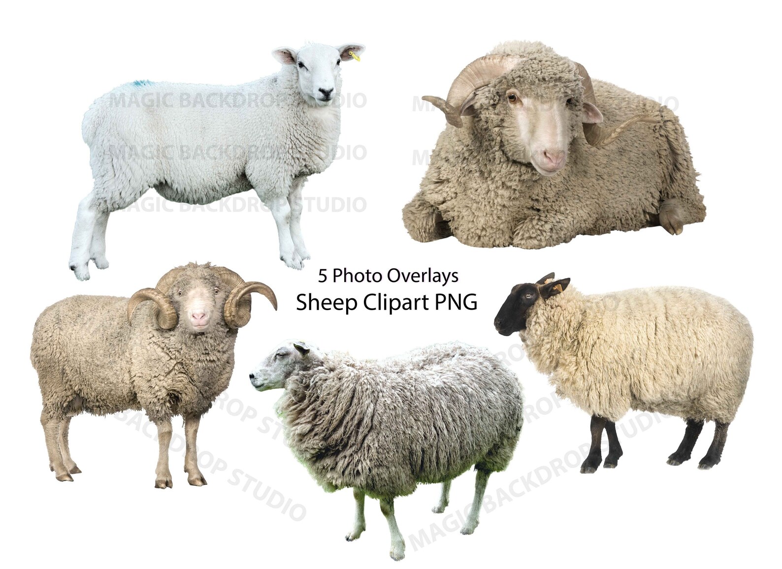 Sheep PNG Bundle Farm Animals Clip Art Overlay Photoshop Overlays ...
