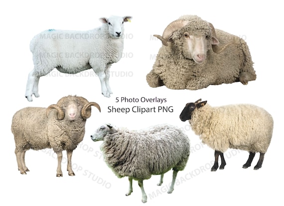 Sheep PNG Bundle Farm Animals Clip Art Overlay Photoshop - Etsy