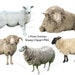 Sheep PNG Bundle Farm Animals Clip Art Overlay Photoshop Overlays ...