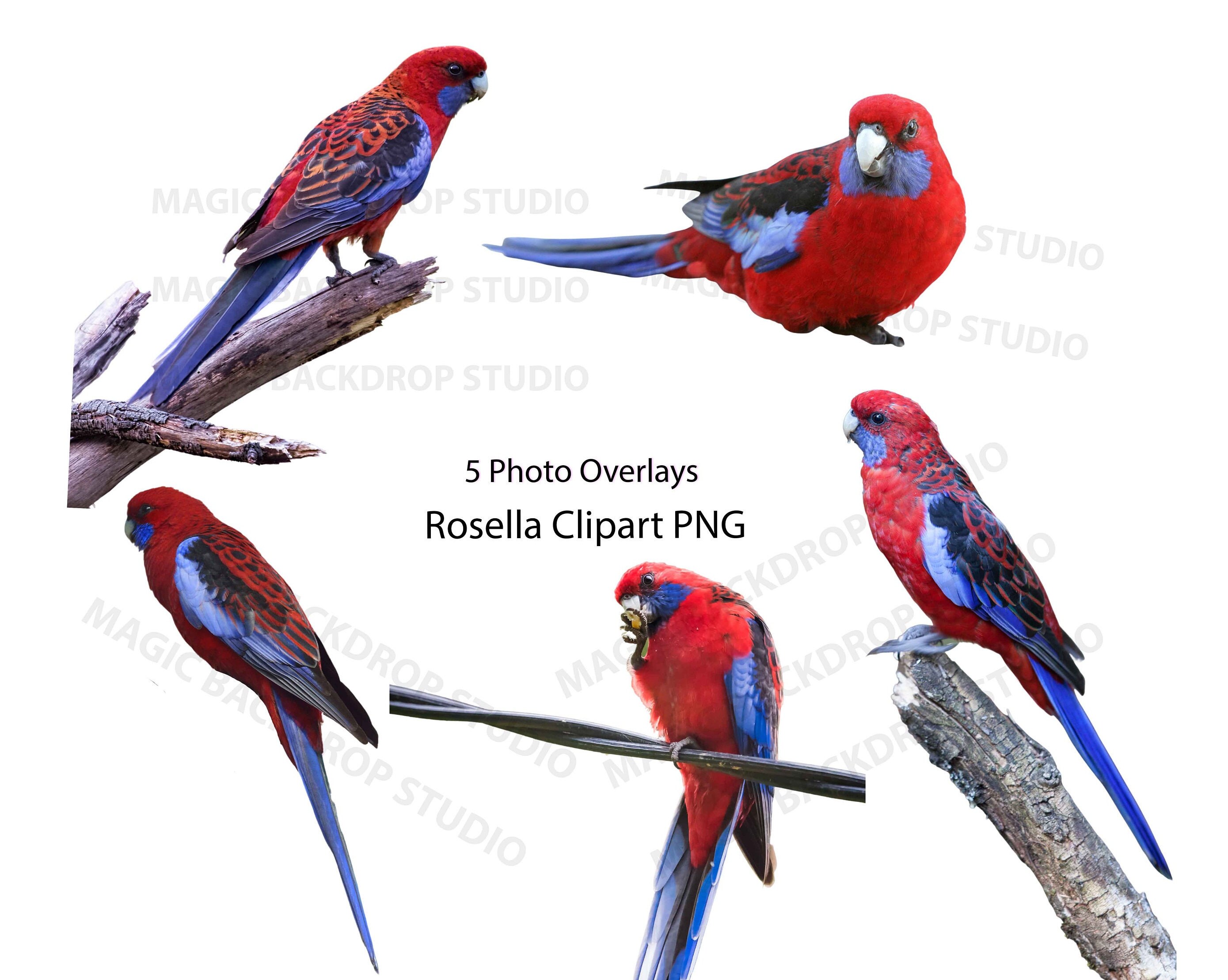 Rosella Birds Birds PNG Perched Red Blue Australian Animal Clip Art ...