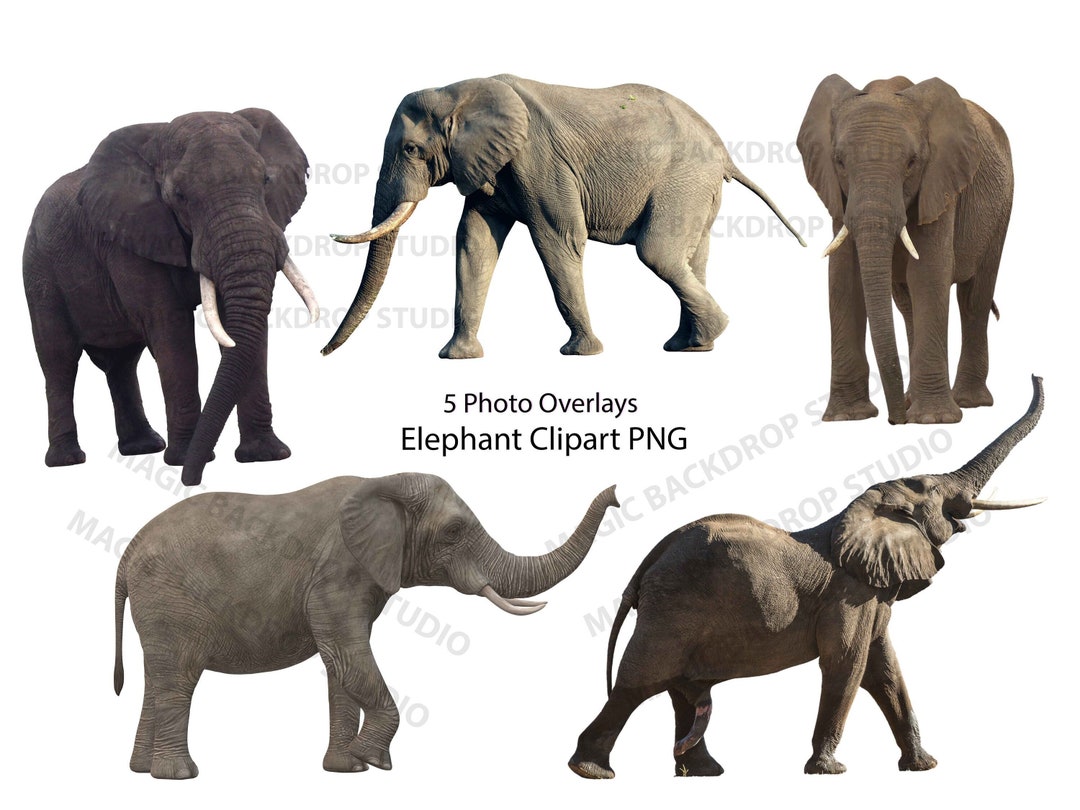Elephant Elephants PNG Bundle Wild Africa Zoo Animal Trunk Cut Clip ...