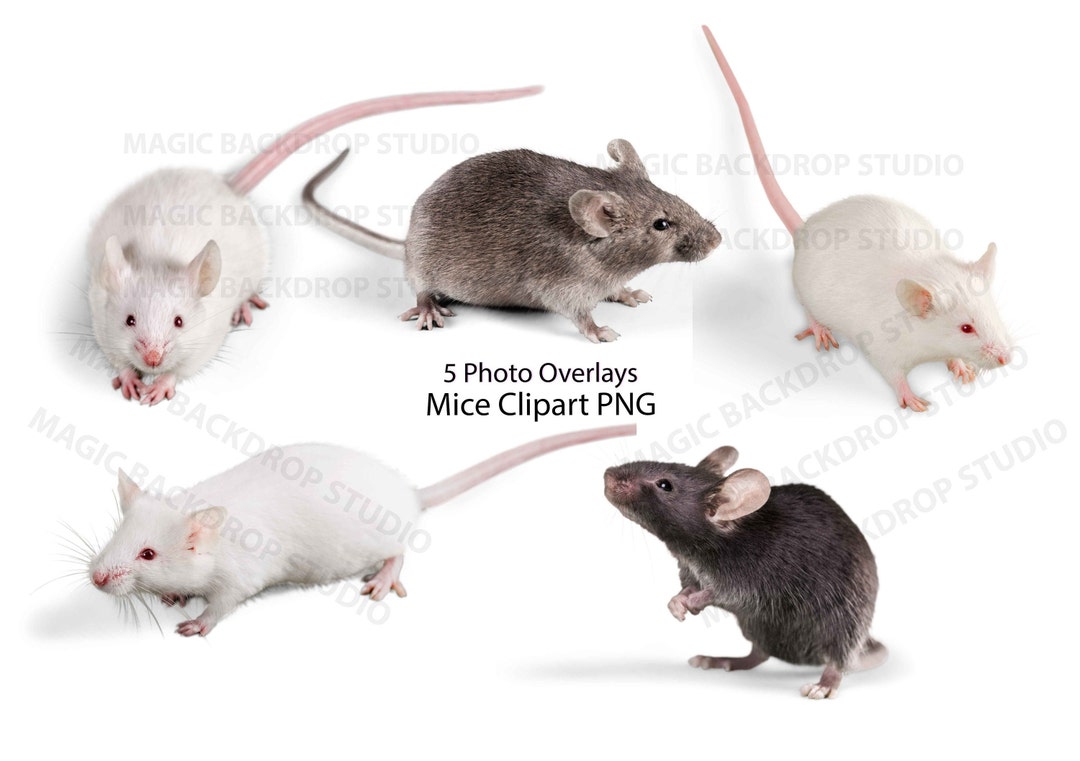 Mouse Mice PNG Bundle Pet Rodent Rodents Overlay Photoshop Overlays ...