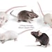 Mouse Mice PNG Bundle Pet Rodent Rodents Overlay Photoshop Overlays ...