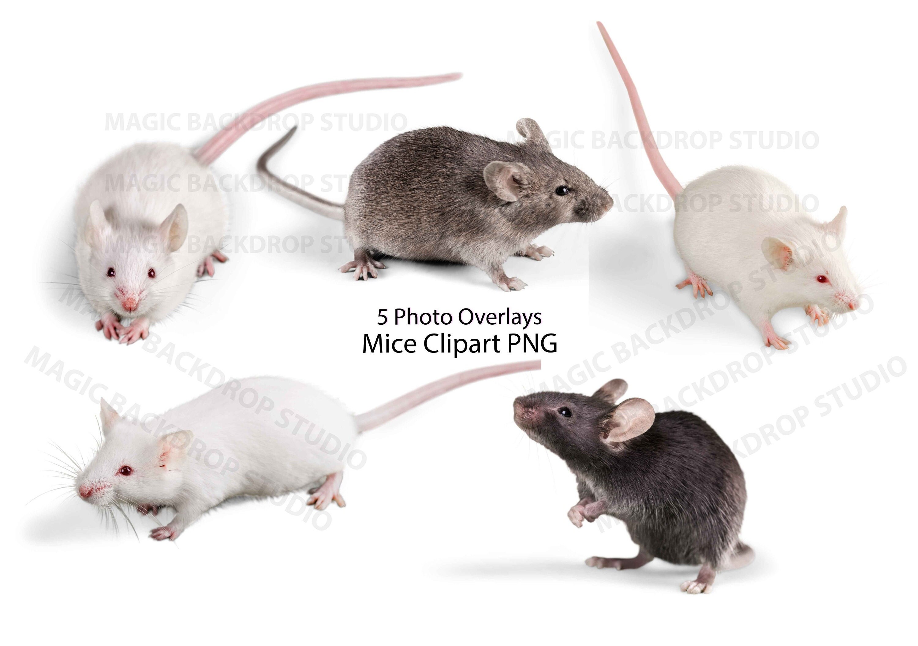 Mouse Mice PNG Bundle Pet Rodent Rodents Overlay Photoshop Overlays ...