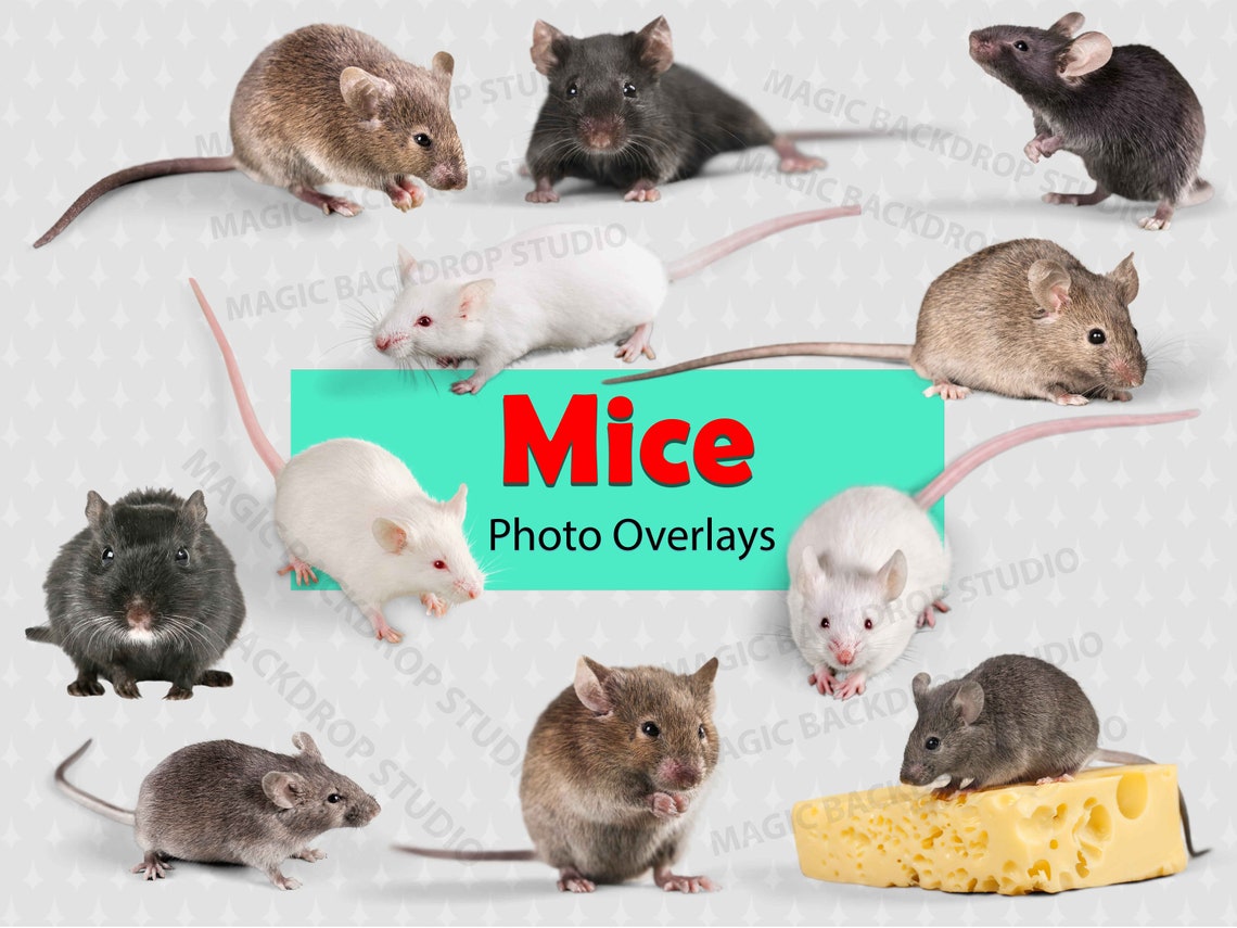 Mouse Mice PNG Bundle Pet Rodent Rodents Mammal Overlay Photoshop ...