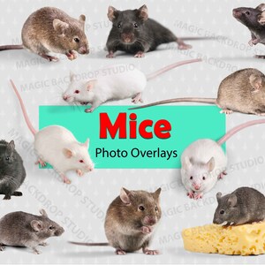 Mouse Mice PNG Bundle Pet Rodent Rodents Mammal Overlay Photoshop ...