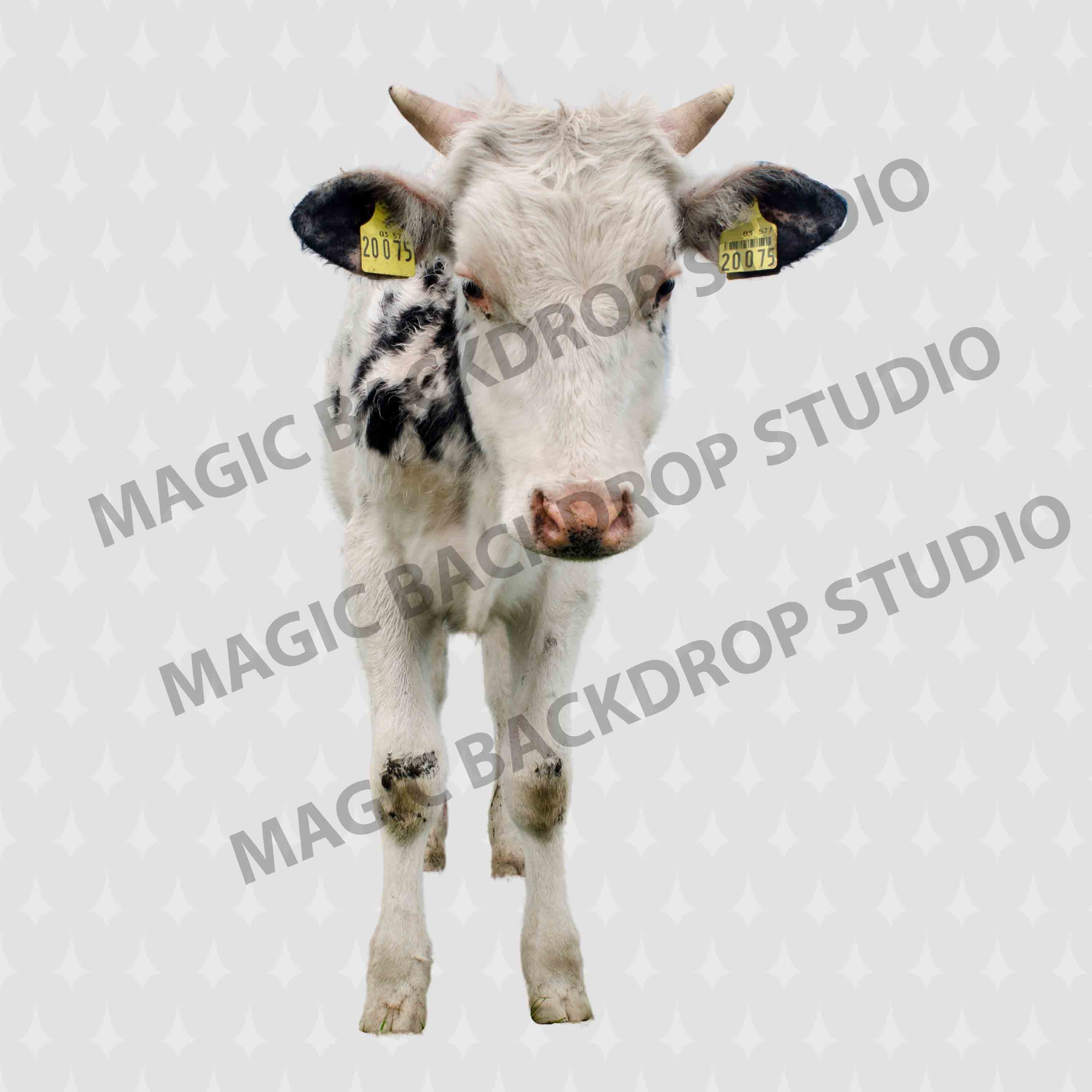 Cow Dairy Cows Bull Farm Animal Clip Art Overlay Photoshop Overlays ...