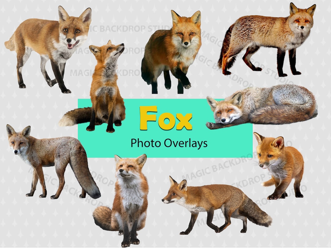 Fox Foxes Bundle PNG Vector Clip Art Print Wild Cute Woodland Animal ...