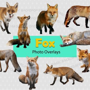 Fox Foxes Bundle PNG Vector Clip Art Print Wild Cute Woodland Animal ...