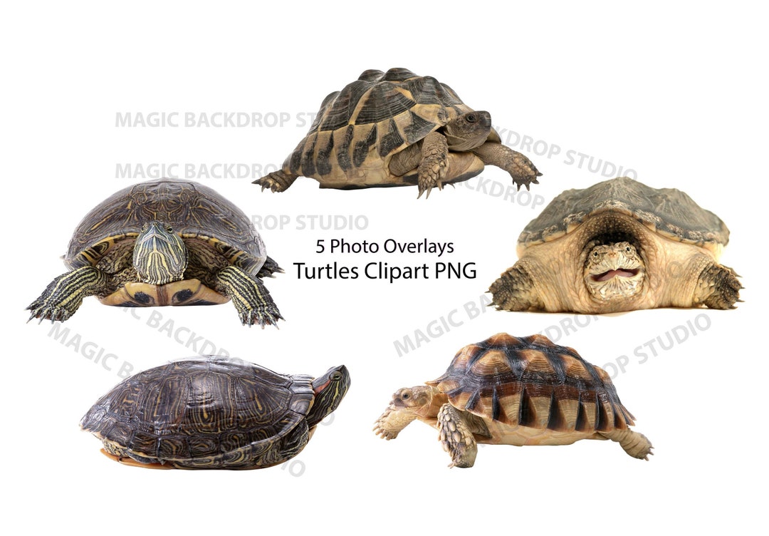 Turtles Turtle PNG Bundles Bundle Pet Aquarium River Animal Animals ...