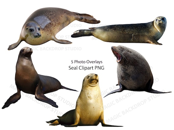 Seals Seal PNG Bundle Sea Animal Zoo Animals Digital Overlay - Etsy