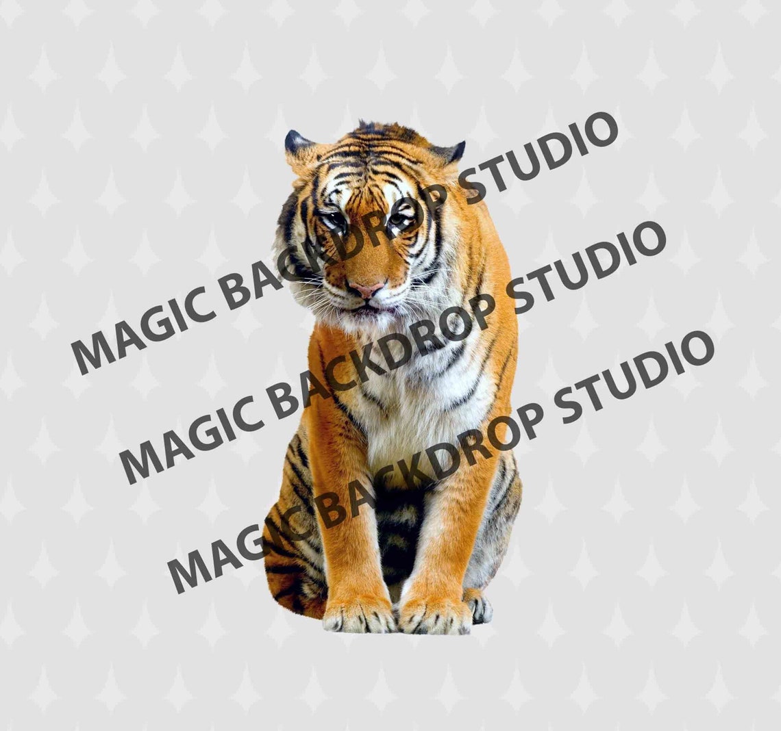 Tiger Tigers Wild Big Cat Animal Zoo Digital Overlay Photoshop Mock up ...