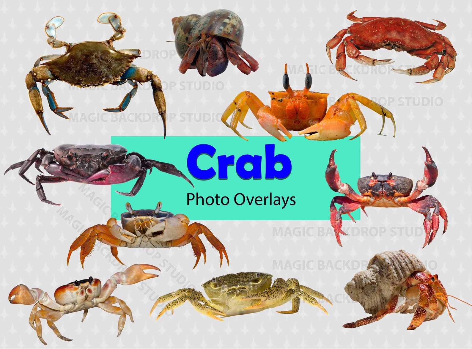 Crab Crabs PNG Photo Bulk Bundle Ocean Aquarium Animal Animals Overlay ...