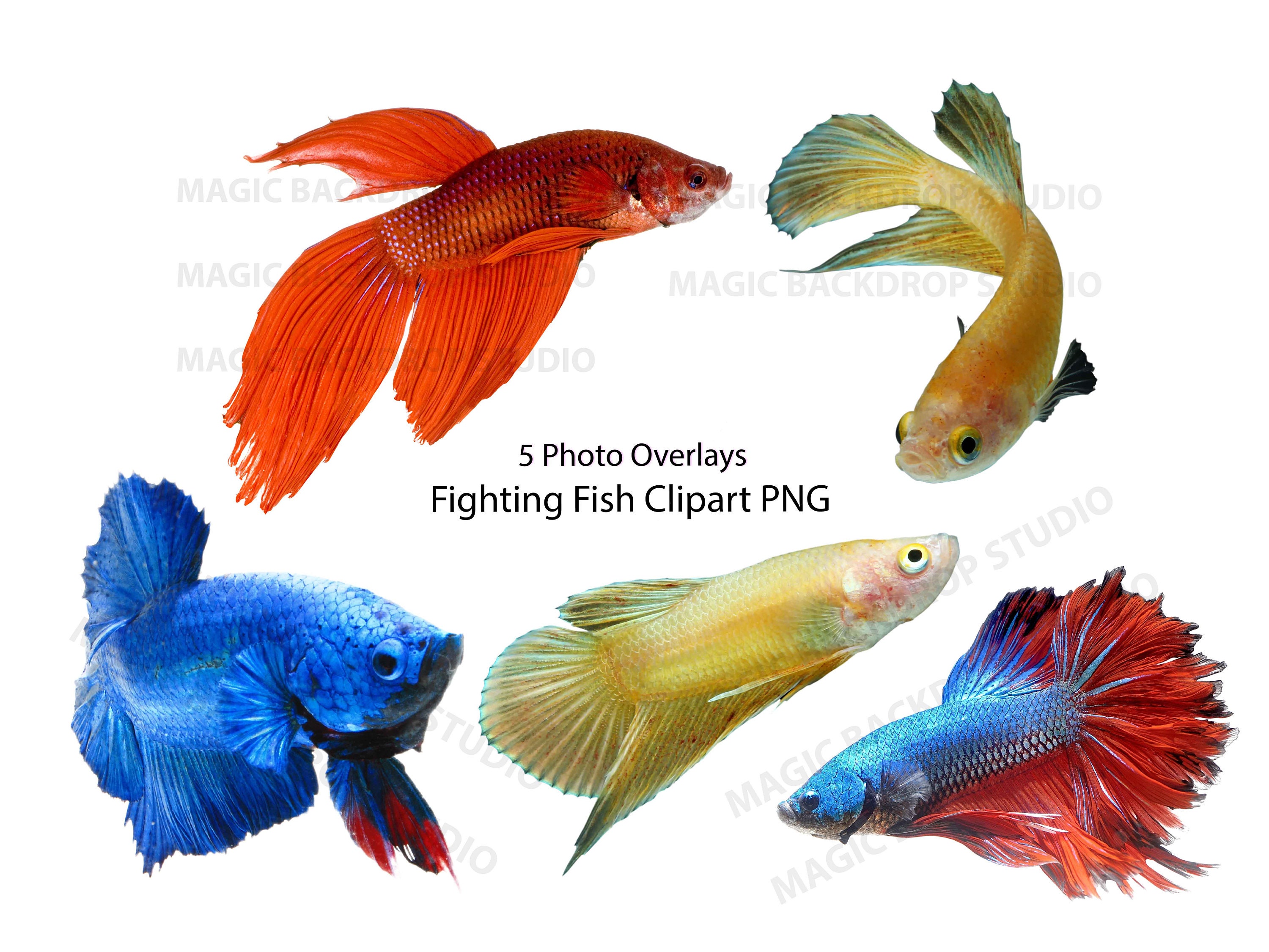Japanese Fighting Fish PNG Siamese Fighting Fish Bundle Animal Overlay ...