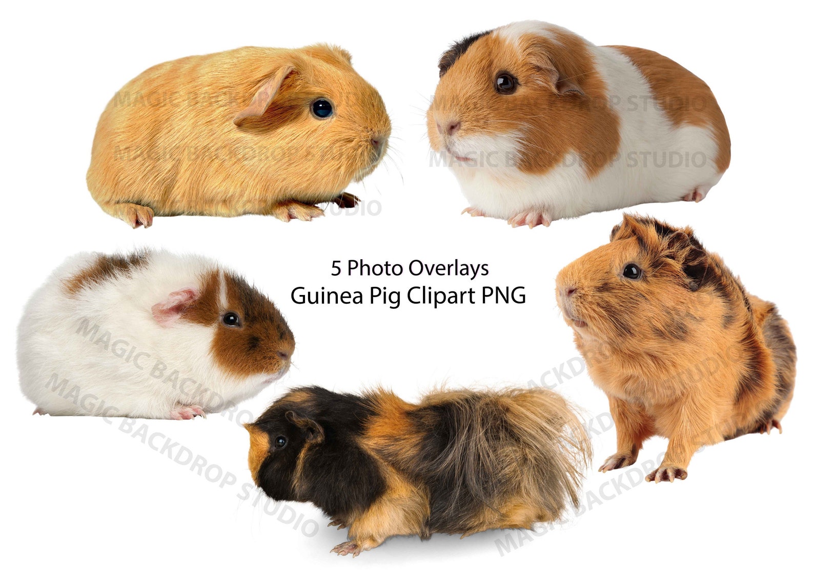 Guinea Pig Guinea Pigs PNG Bundle Bundles Photo Animal Clipart Overlay ...