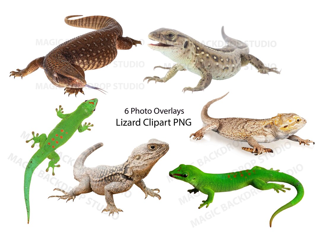 Lizards Iizard PNG Bundle Bundles Photo Animal Clipart Overlay ...