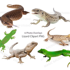 Lizards Iizard PNG Bundle Bundles Photo Animal Clipart Overlay Photoshop Editing Prop Props ...