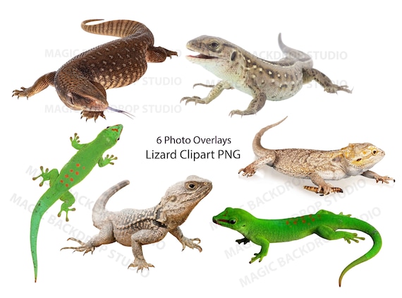 Lizards Iizard PNG Bundle Bundles Photo Animal Clipart Overlay - Etsy
