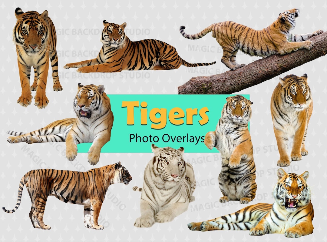 Tiger Tigers PNG Bundle Bundles White Wild Big Cat Animals Zoo Digital ...