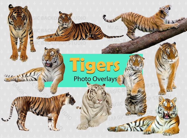 Tiger Tigers PNG Bundle Bundles White Wild Big Cat Animals Zoo Digital ...