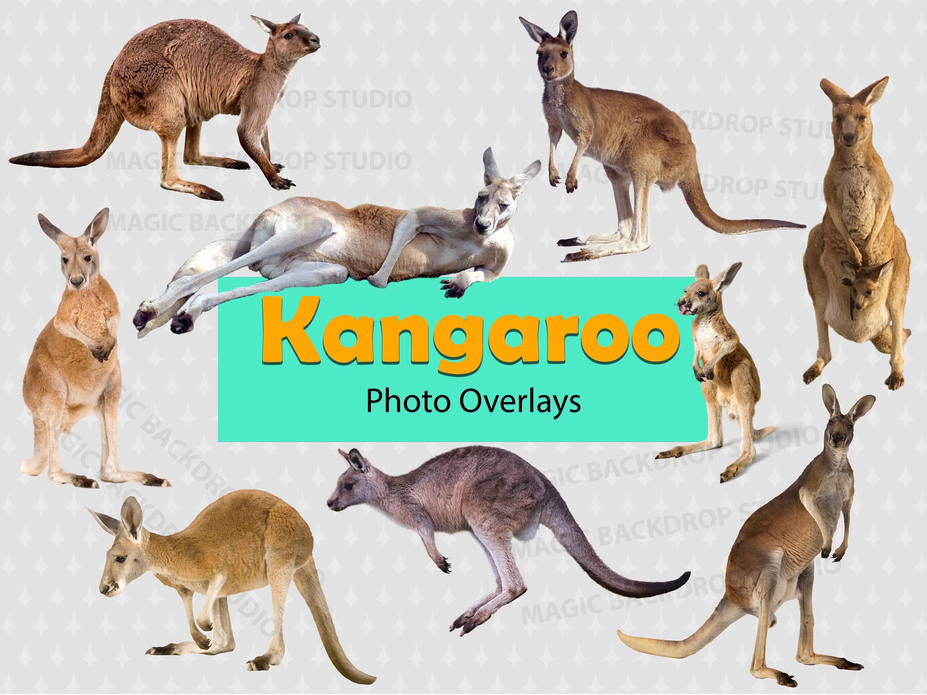 Kangaroo Kangaroos Bundle PNG Clip Art Australian Wild Jumping Animal ...