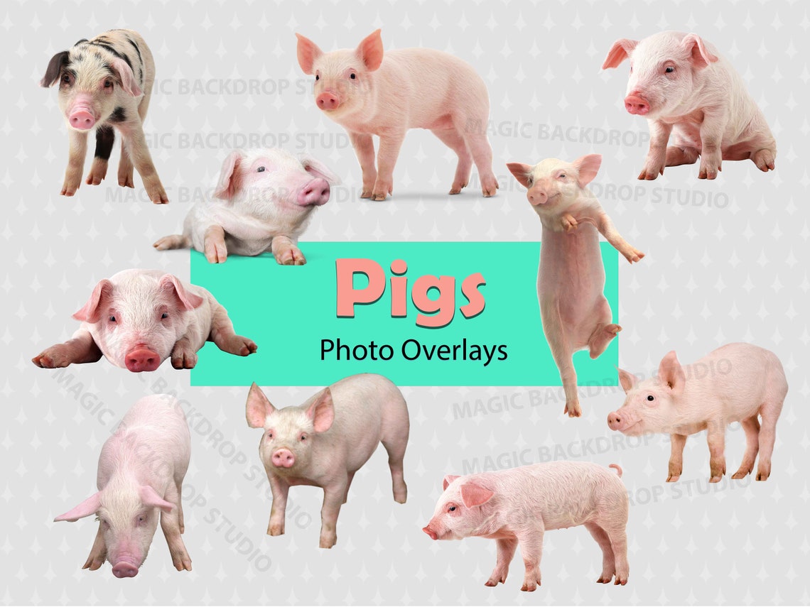 Piglet Piglets Pig PNG Pigs Bundle Baby Farm Animal Clip Art Overlay ...