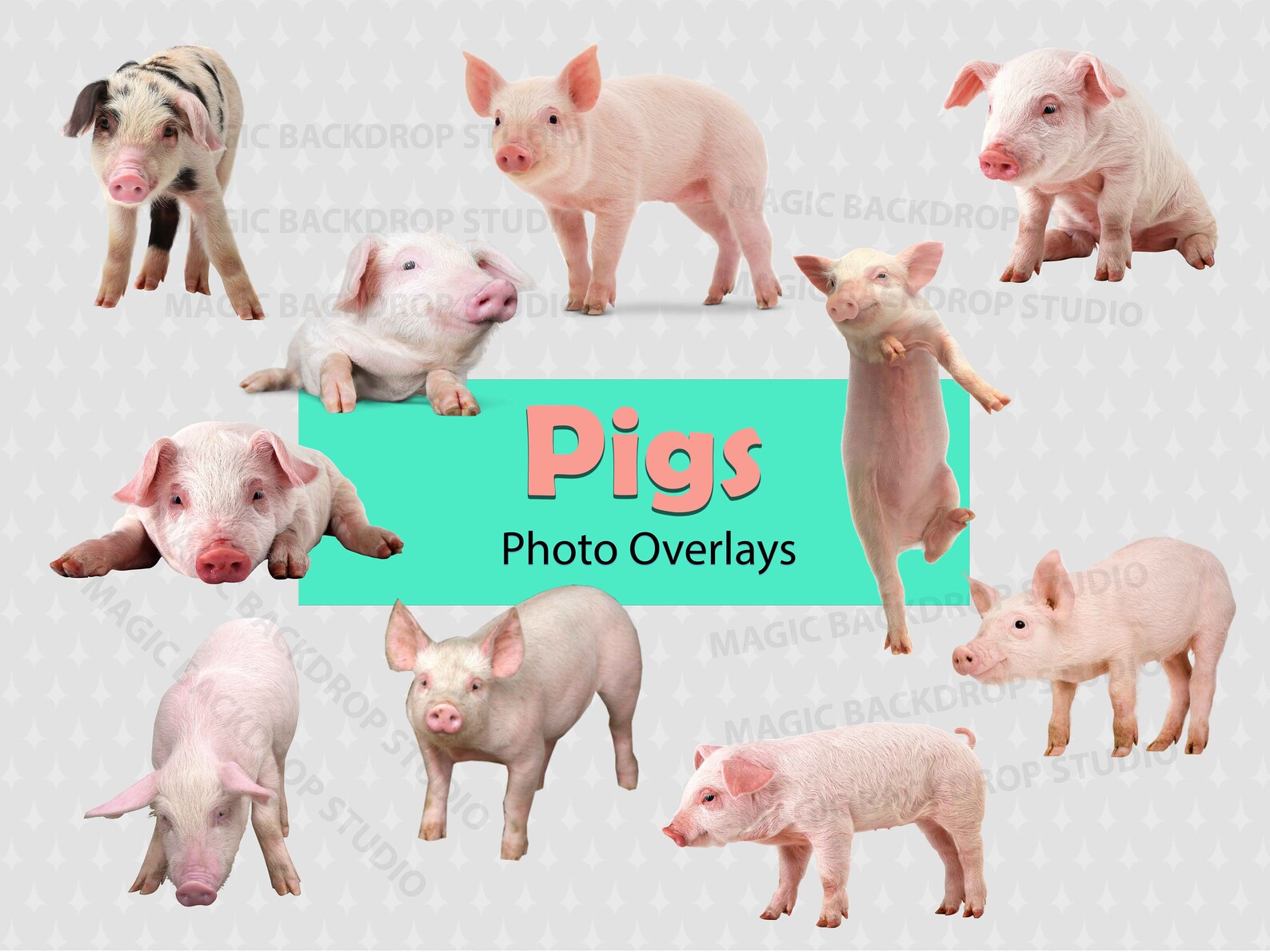 Piglet Piglets Pig PNG Pigs Bundle Baby Farm Animal Clip Art Overlay ...