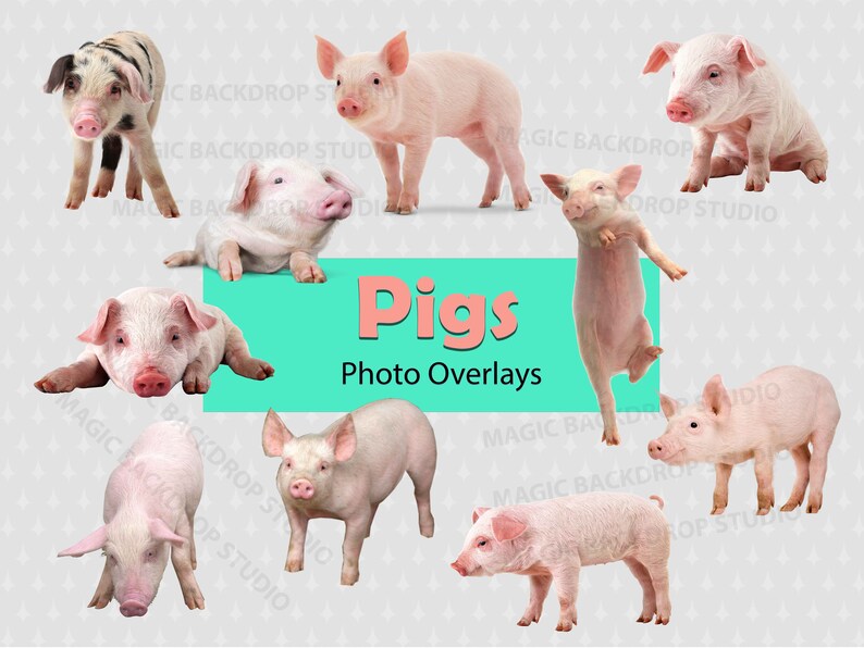 Piglet Piglets Pig PNG Pigs Bundle Baby Farm Animal Clip Art Overlay ...