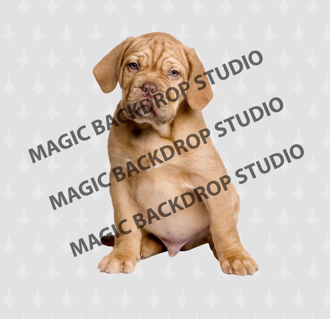 Puppy Brown Puppies Animal Dog Overlay Bull Dog Pug Photoshop Mock up ...
