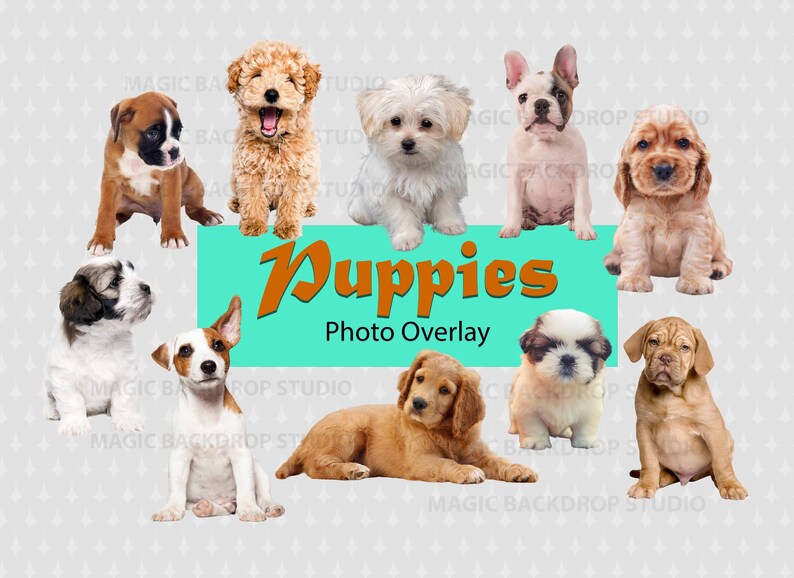 Puppy Puppies Animal Dog Overlay Photoshop Overlay Mock up Templates ...